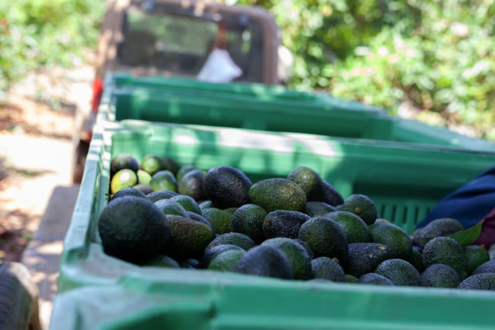 Grower Info | Calavo Growers