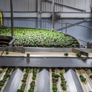 About | Calavo Growers