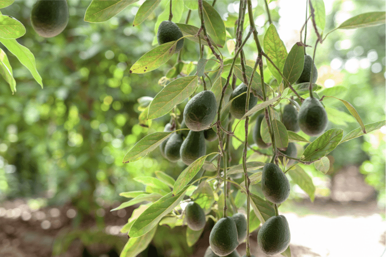 Home | Calavo Growers